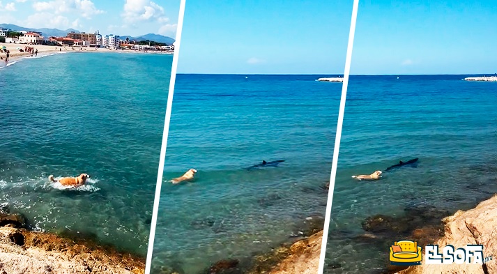 Perro se viraliza por seguir a tiburón en el mar |VIDEO